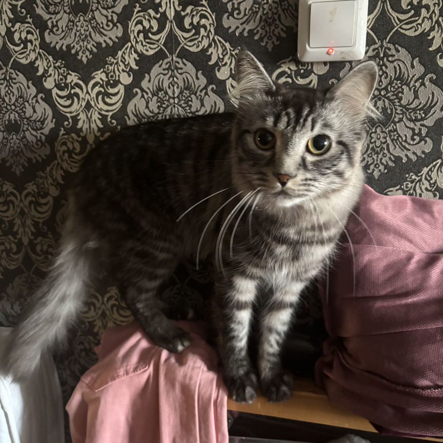 Кот