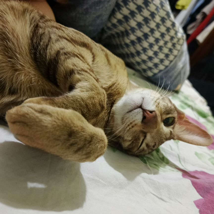 Ориентальная кошка в добрые руки