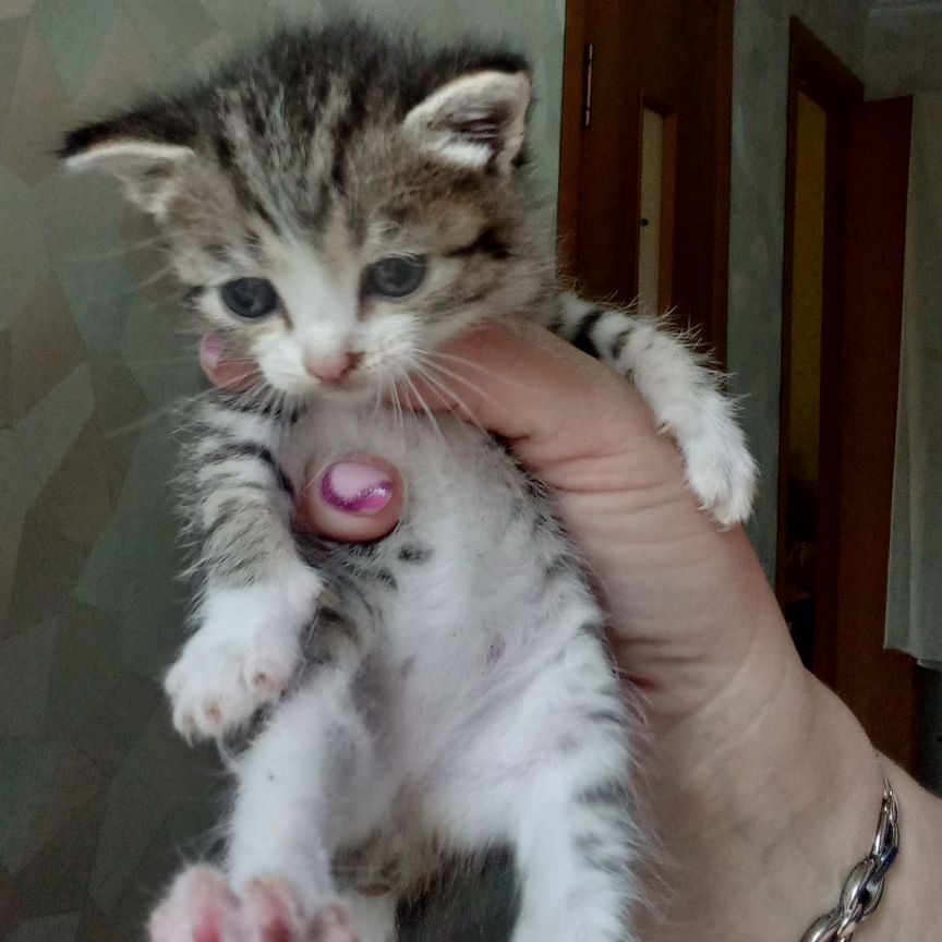 Котятки