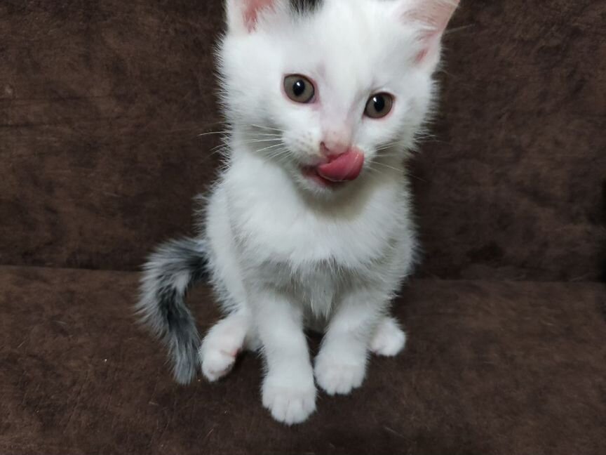 Котенок котята