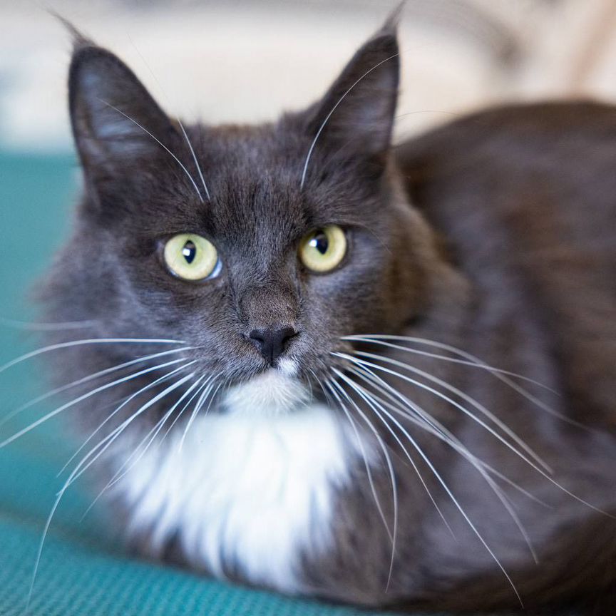 Ищем семью для Грейси