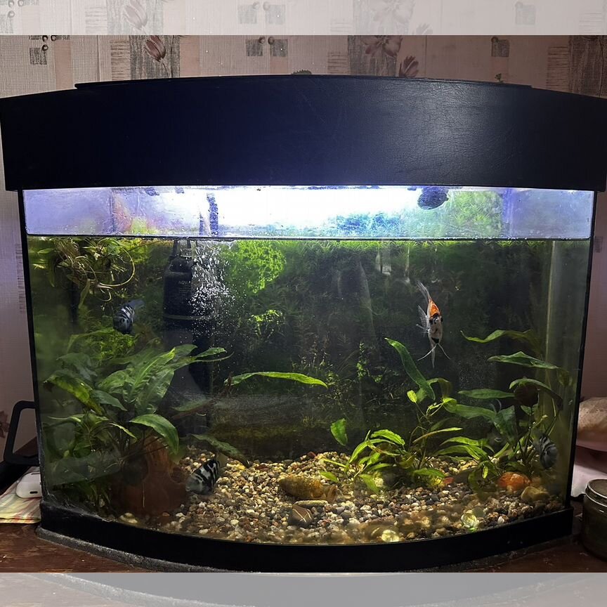 Аквариум с рыбками