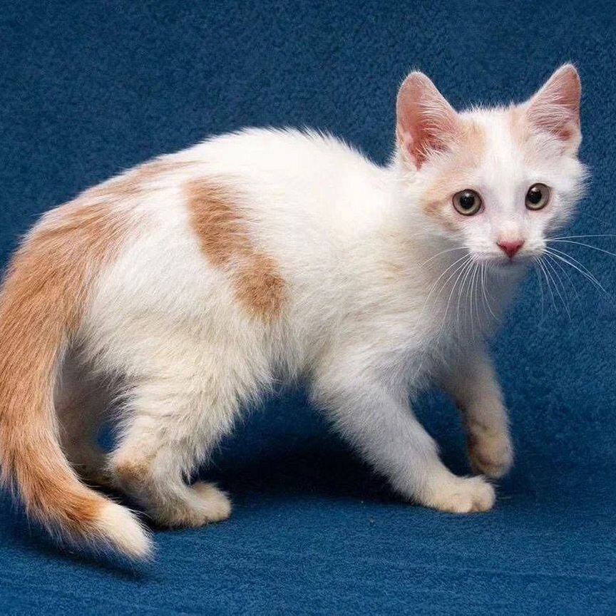 Котенок в добрые руки