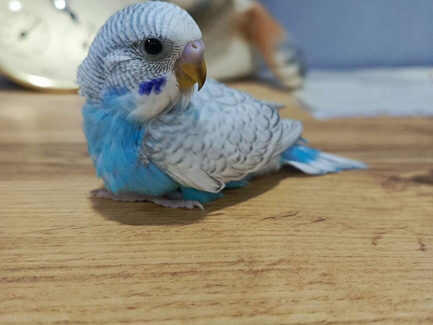 Птенцы волнистого попугая