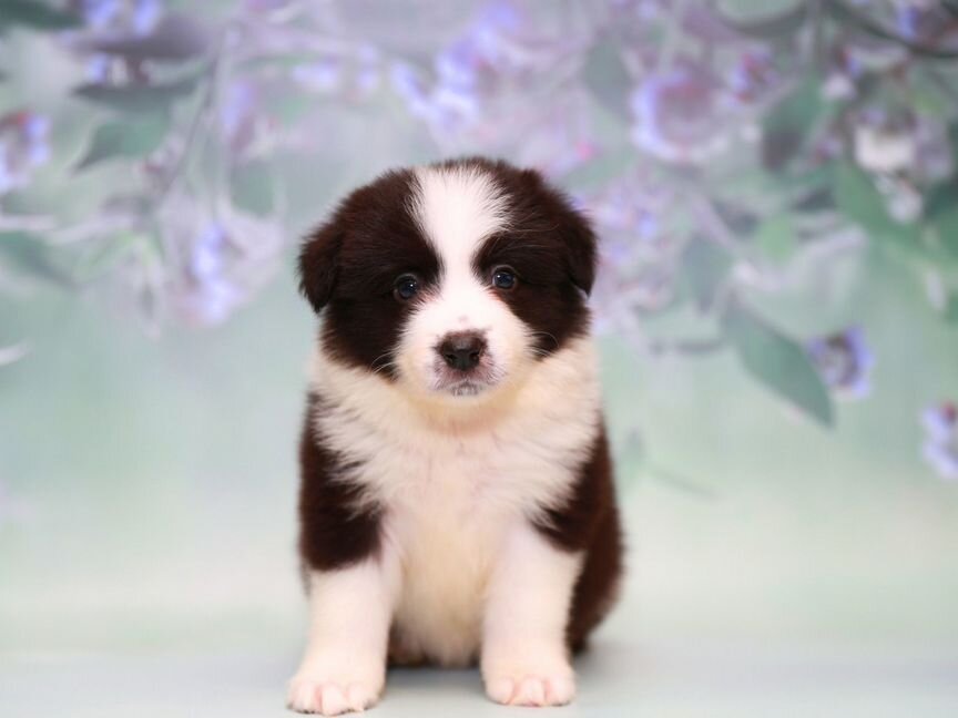 Бордер колли