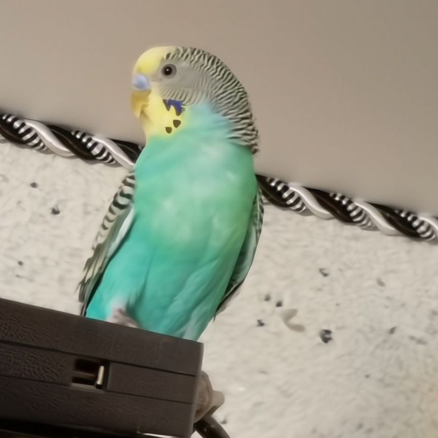 Волнистый попугай