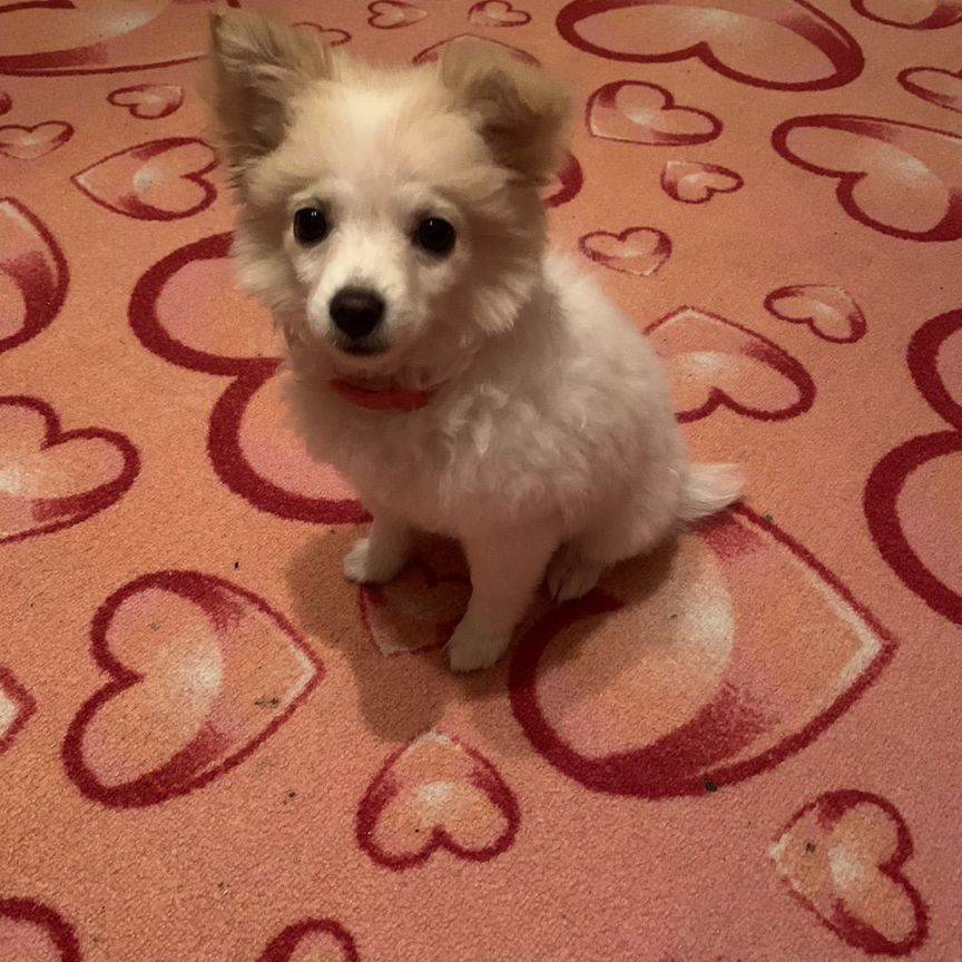 Продам собаку