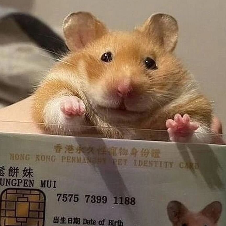 Отдам двух кошек(шотландских)