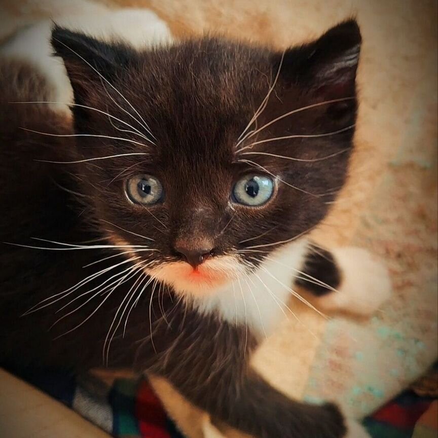 Два милых котёнка ищут любящую семью