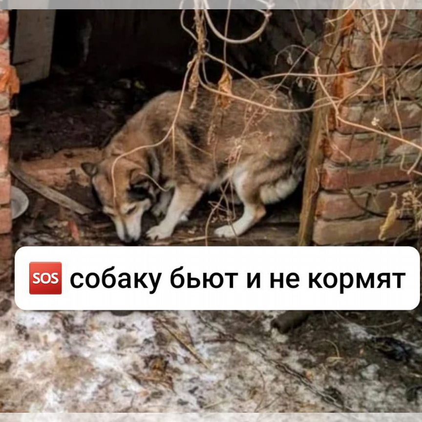 Взрослая собака в добрые руки