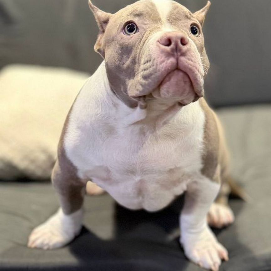 Американский булли, щенок