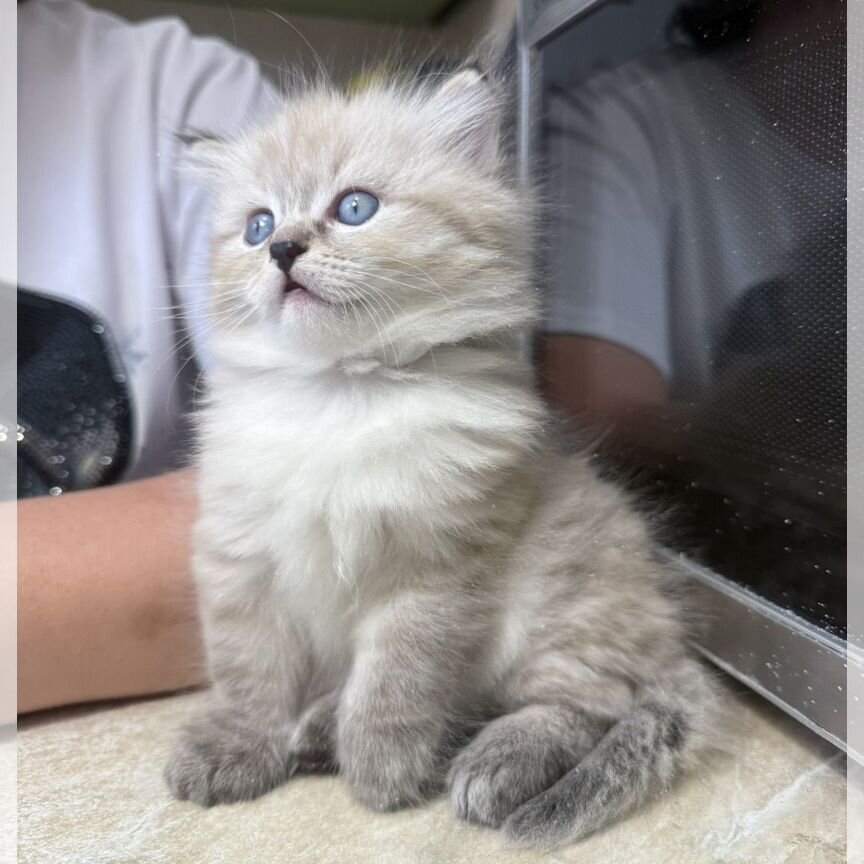 Котенок невский маскарадный