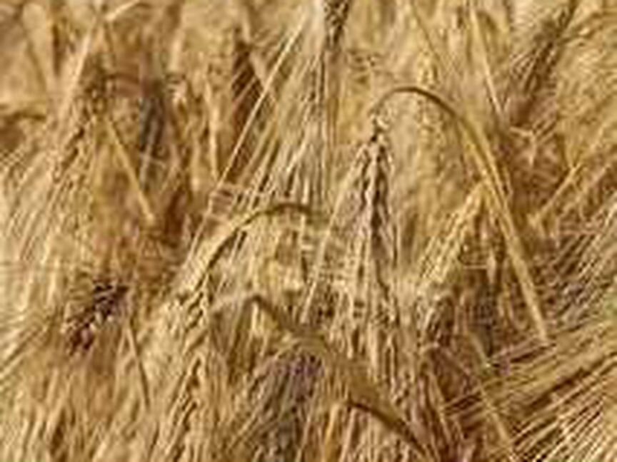 Зерно пшеница 3 класс