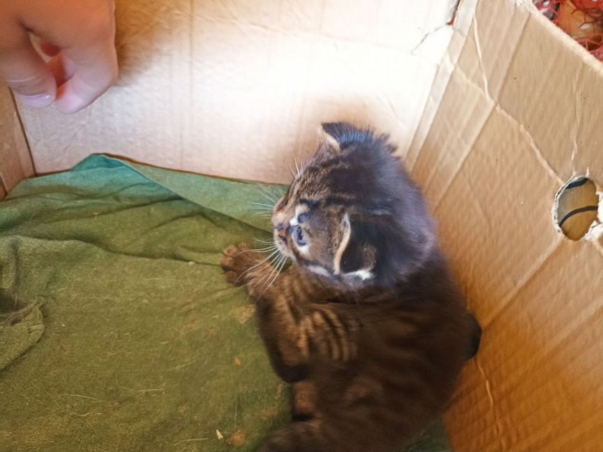 Котёнок вислаухий