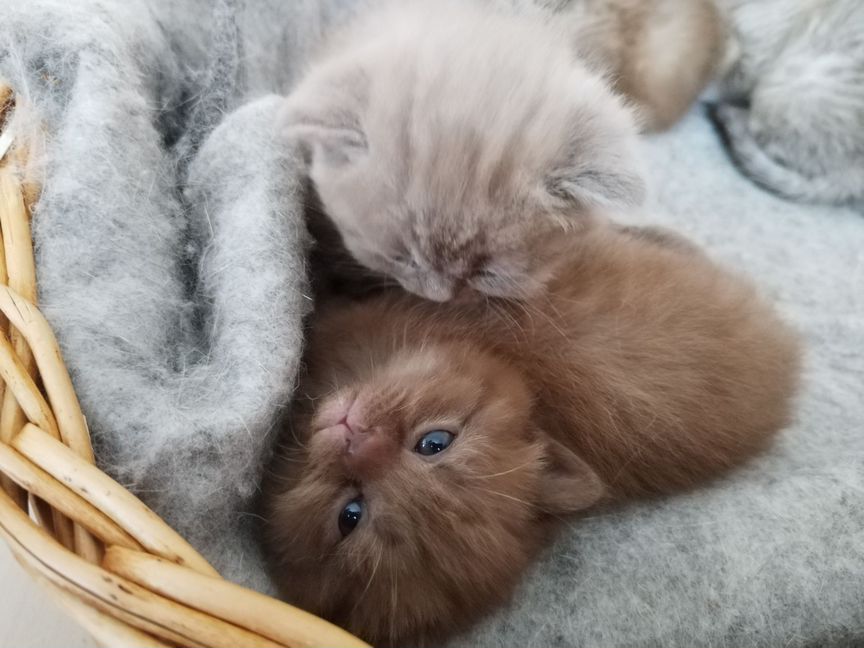 Шотландские котята