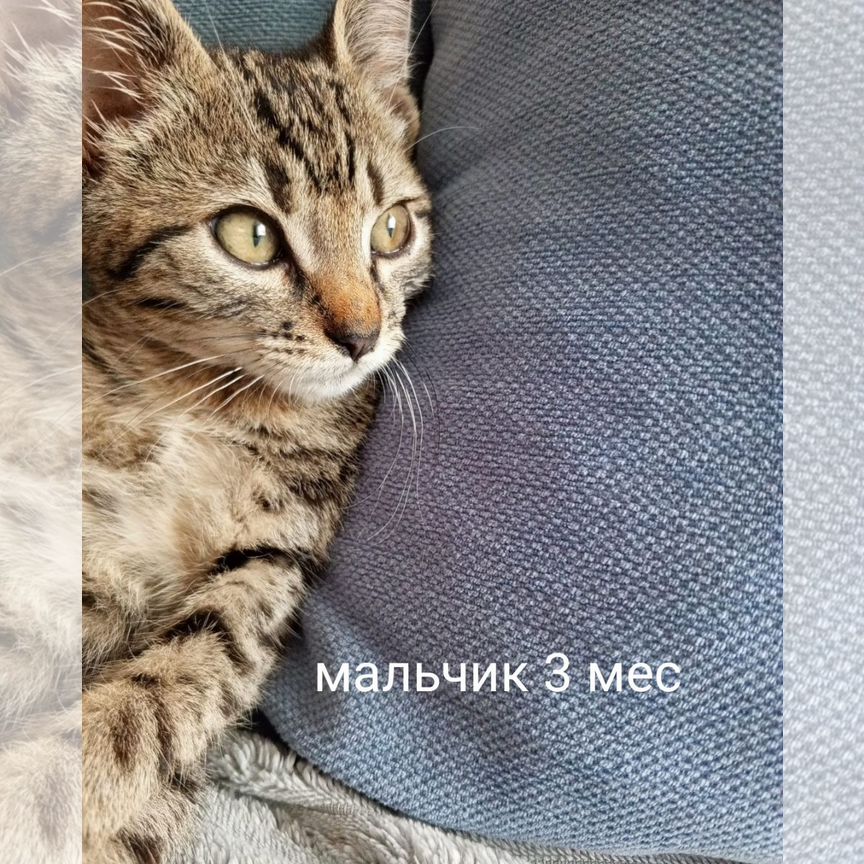 Котёнок 2,5 мес полосатик