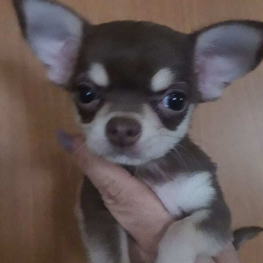 Крошечка Чихуашечка