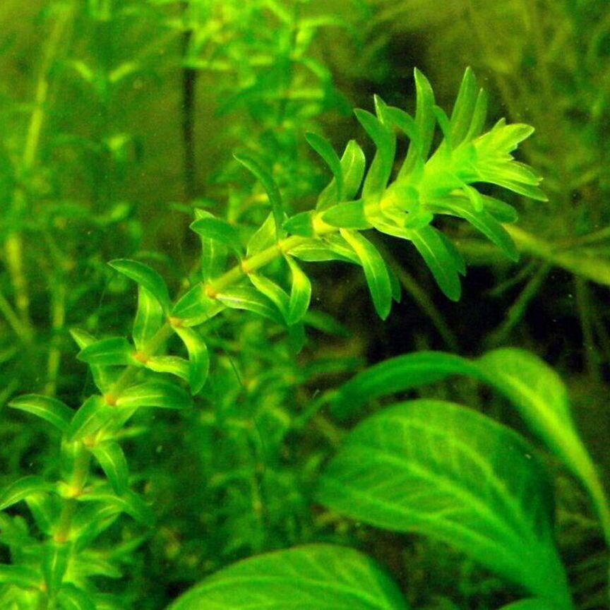 Аквариумные растения, гуппи чистая линия блу голд