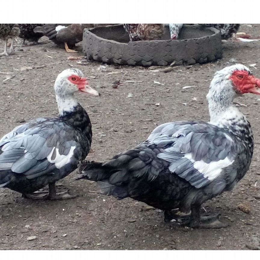 Индоутки