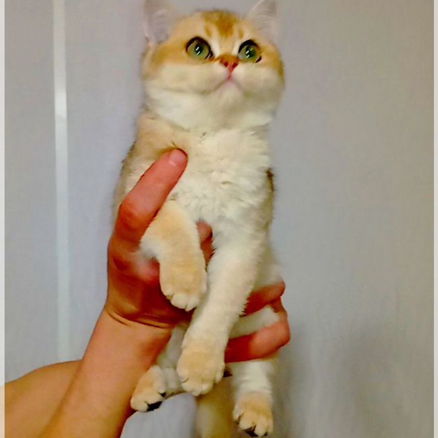 Британский короткошёрстный котёнок