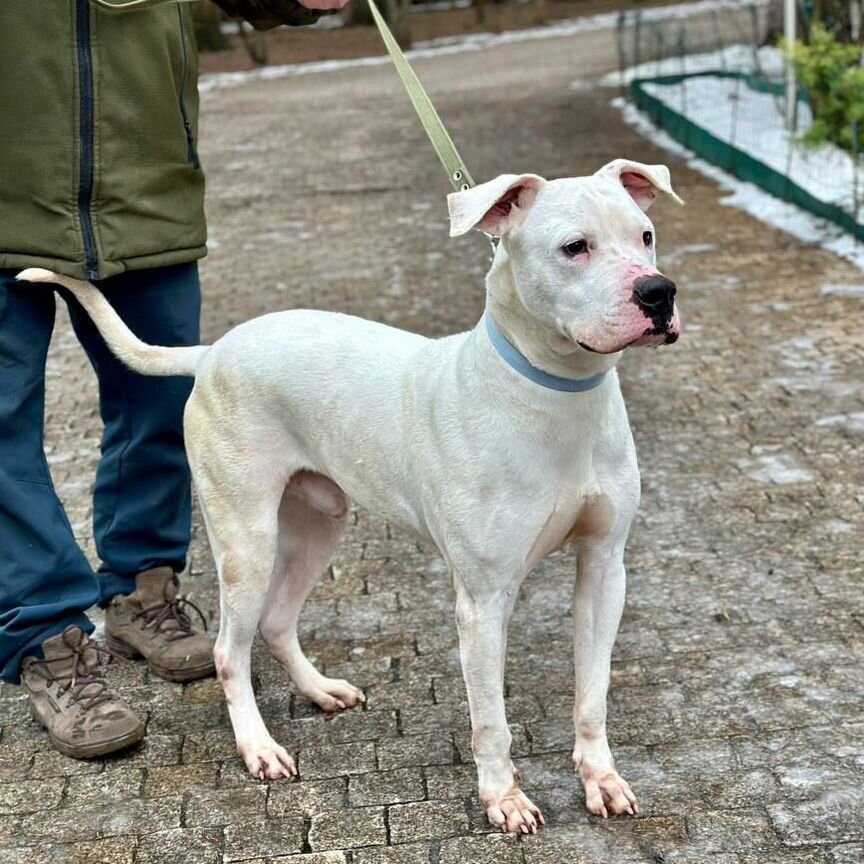 Аргентинский дог,мальчик,1 год
