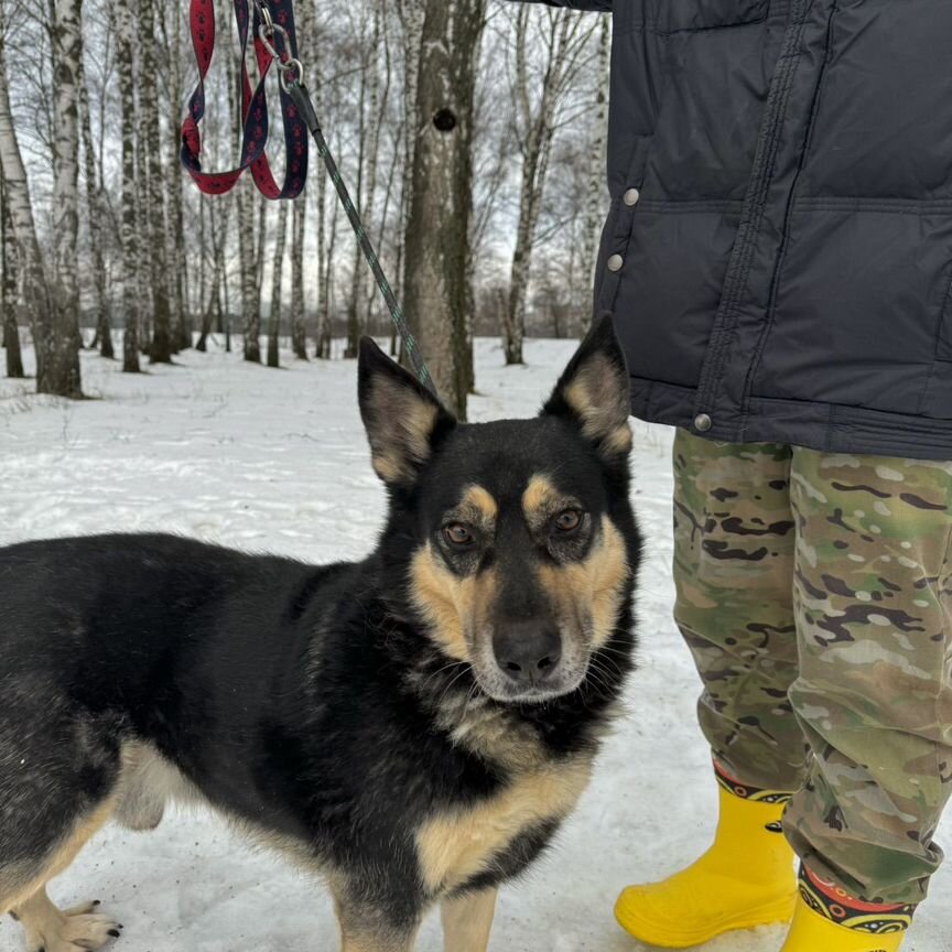 Одинокий пес страдает в приюте