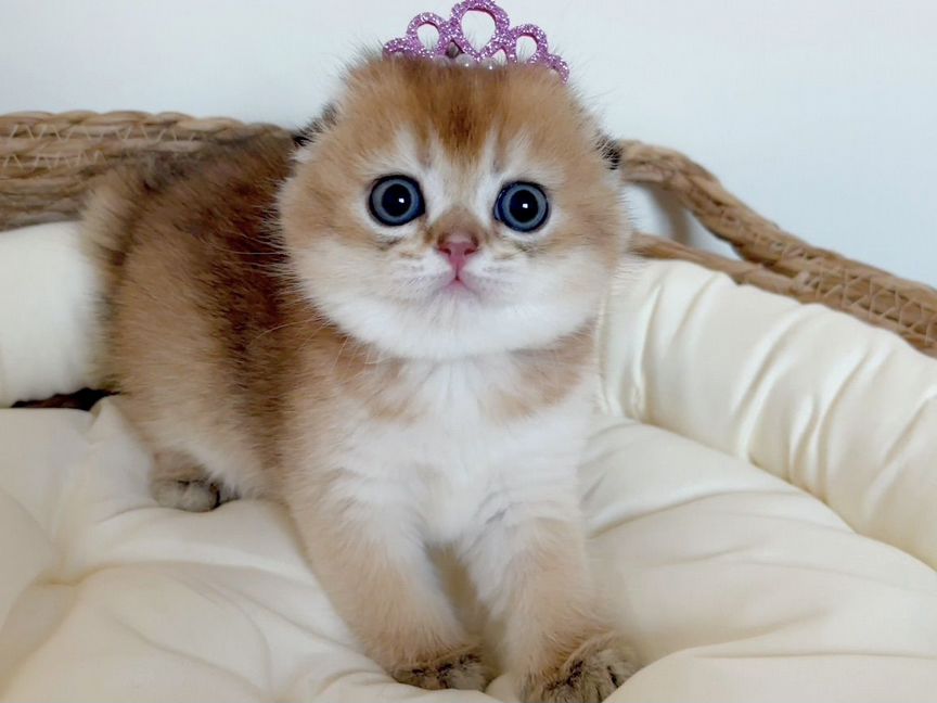 Шотландская вислоухая