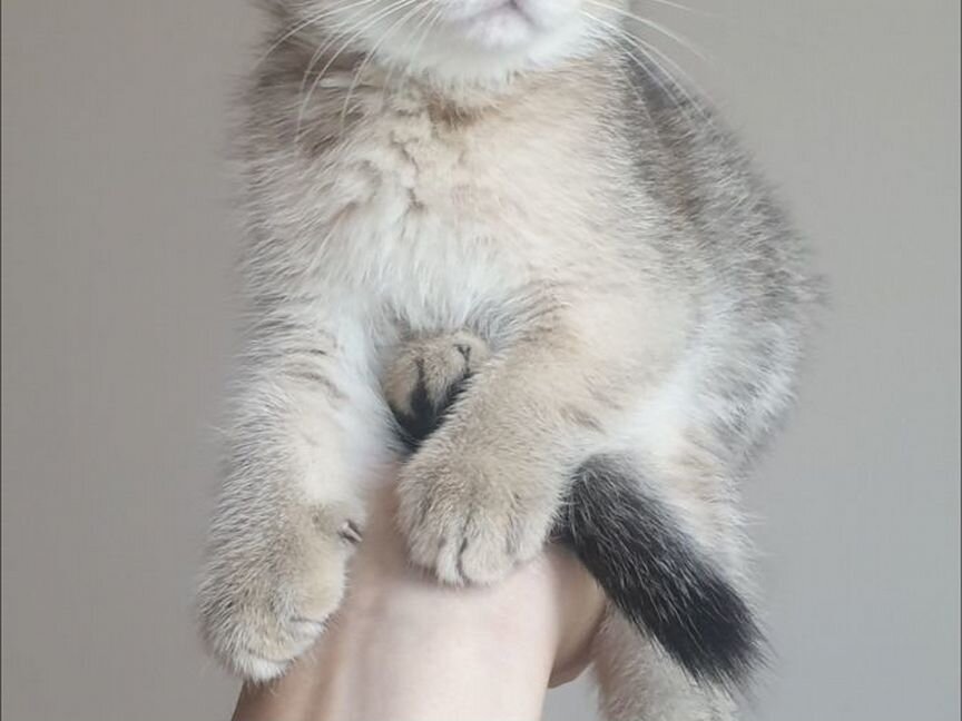 Шотландская вислоухая кошка