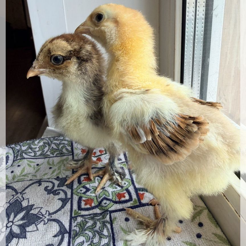 Цыплята брама порцелян