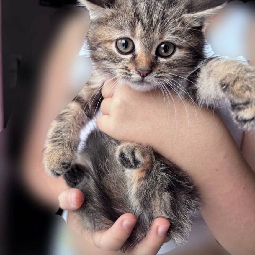 Котенок девочка. В добрые руки