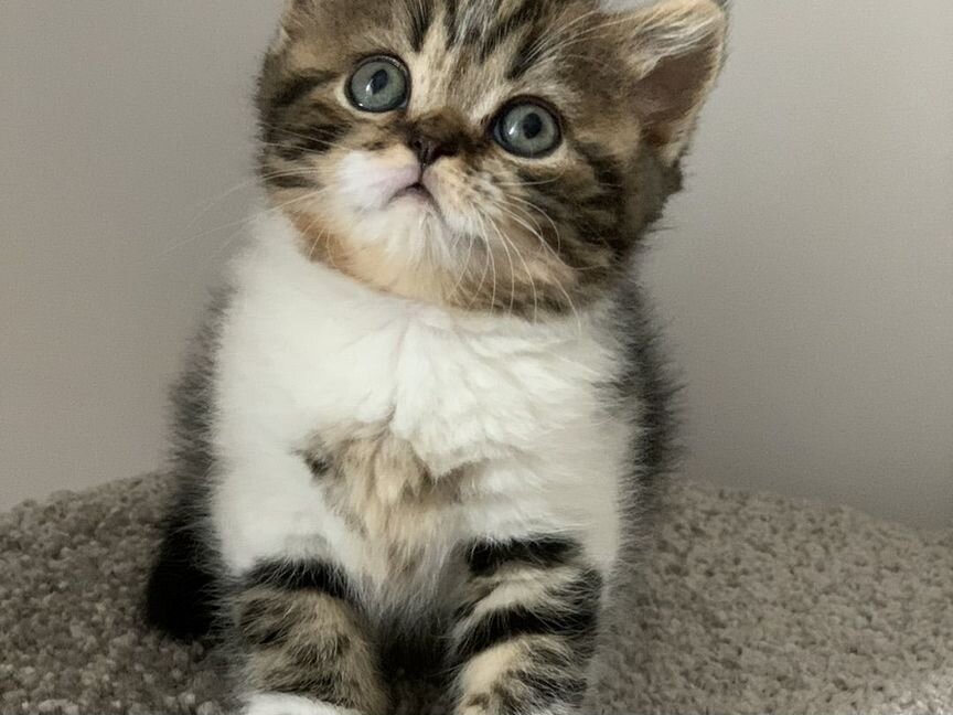 Шикарные котятки