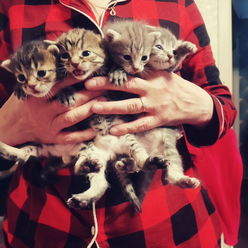 Котики маленькие бесплатно