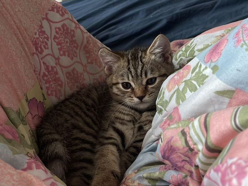 Отдам котенка в добрые руки
