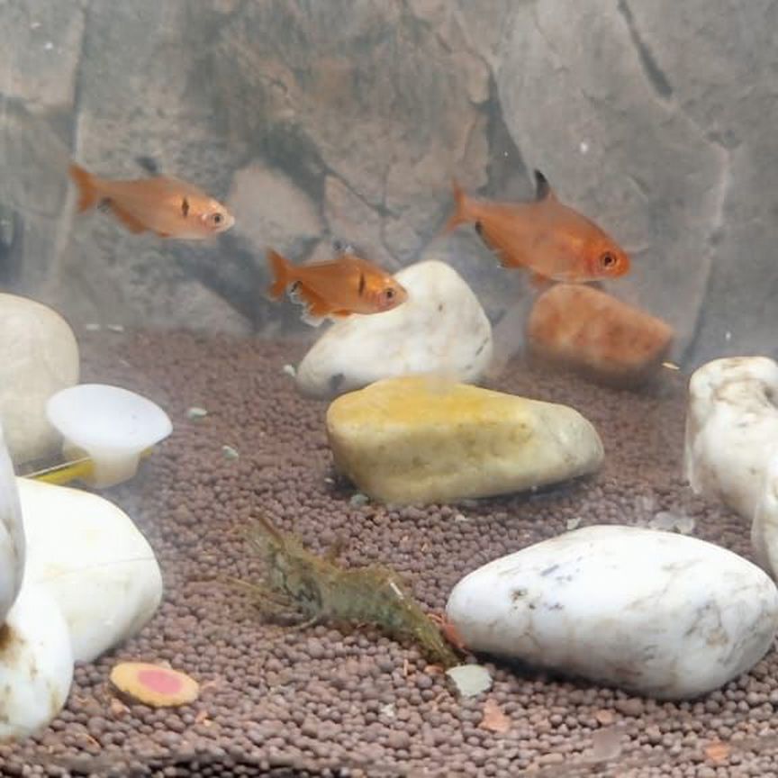 Аквариумные креветки