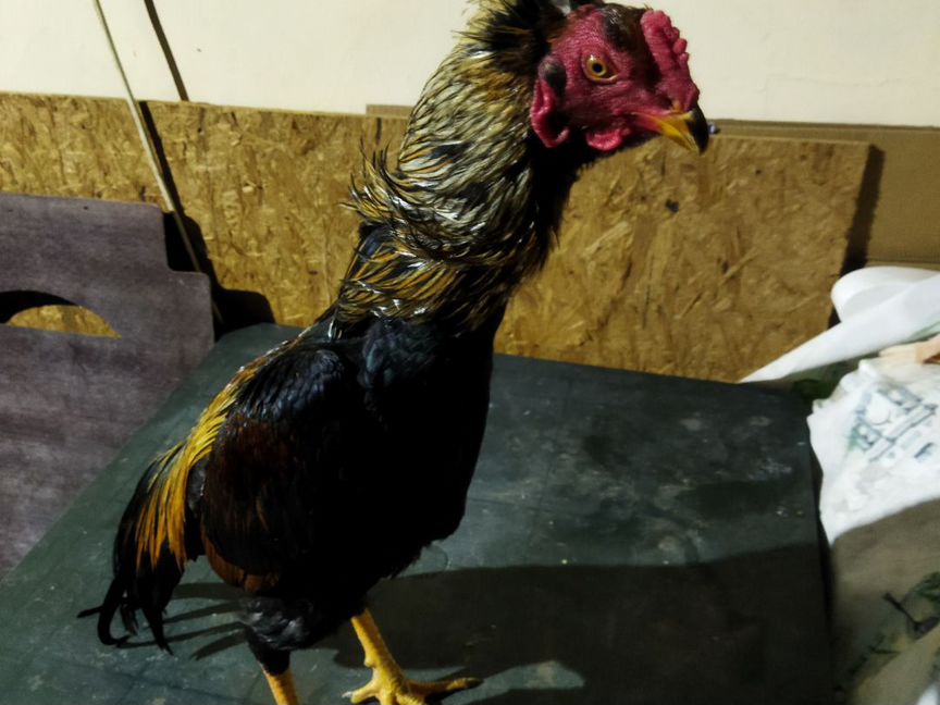 Бойцовые петухи