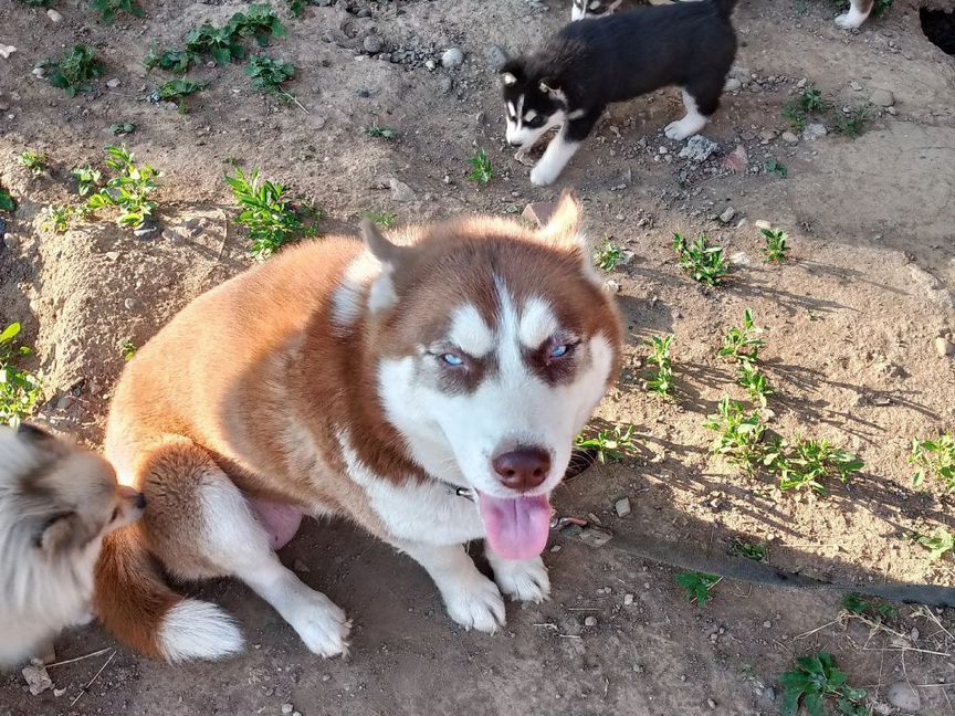 Щенки сибирской хаски Лысьва