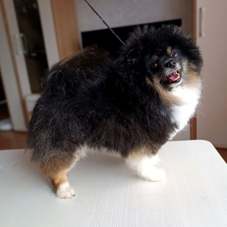 Шпиц девочка