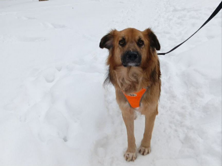 Собака в добрые руки