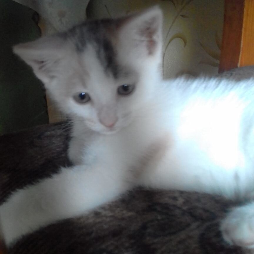 Отдаю очаровательного котенка
