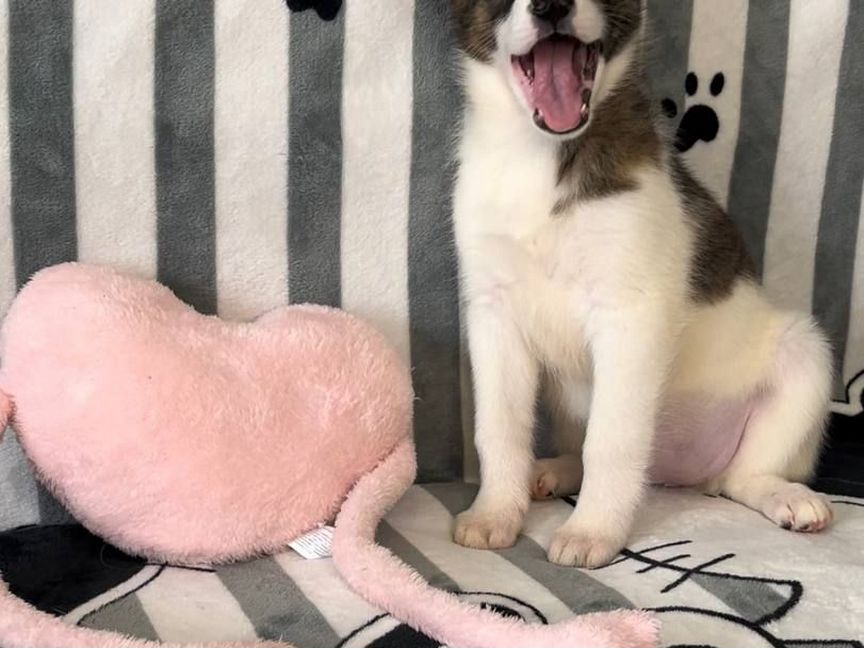 Азартный щенок в добрые руки