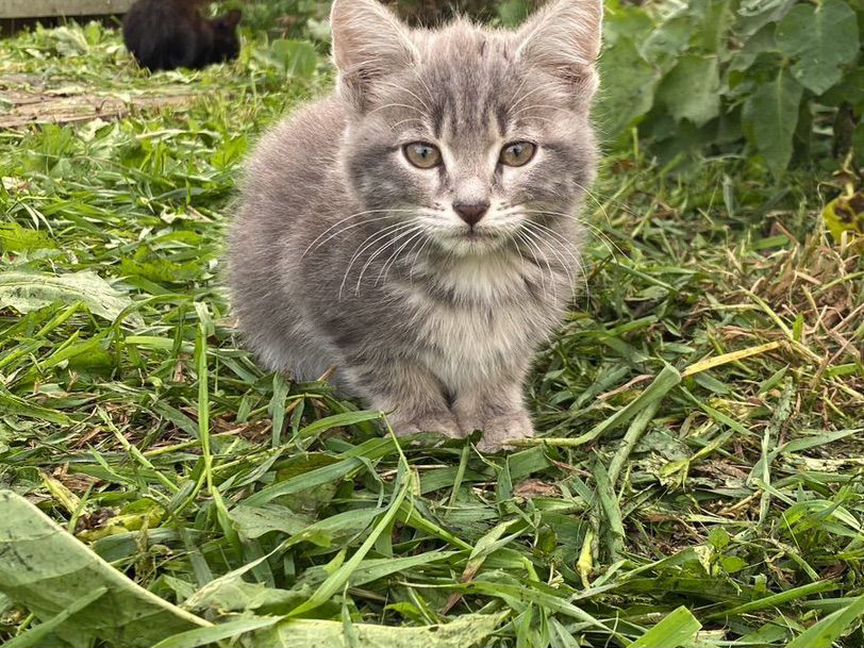 Кошка в дар бесплатно котята