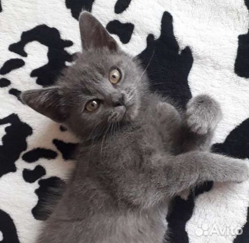 Котёнок ищет дом