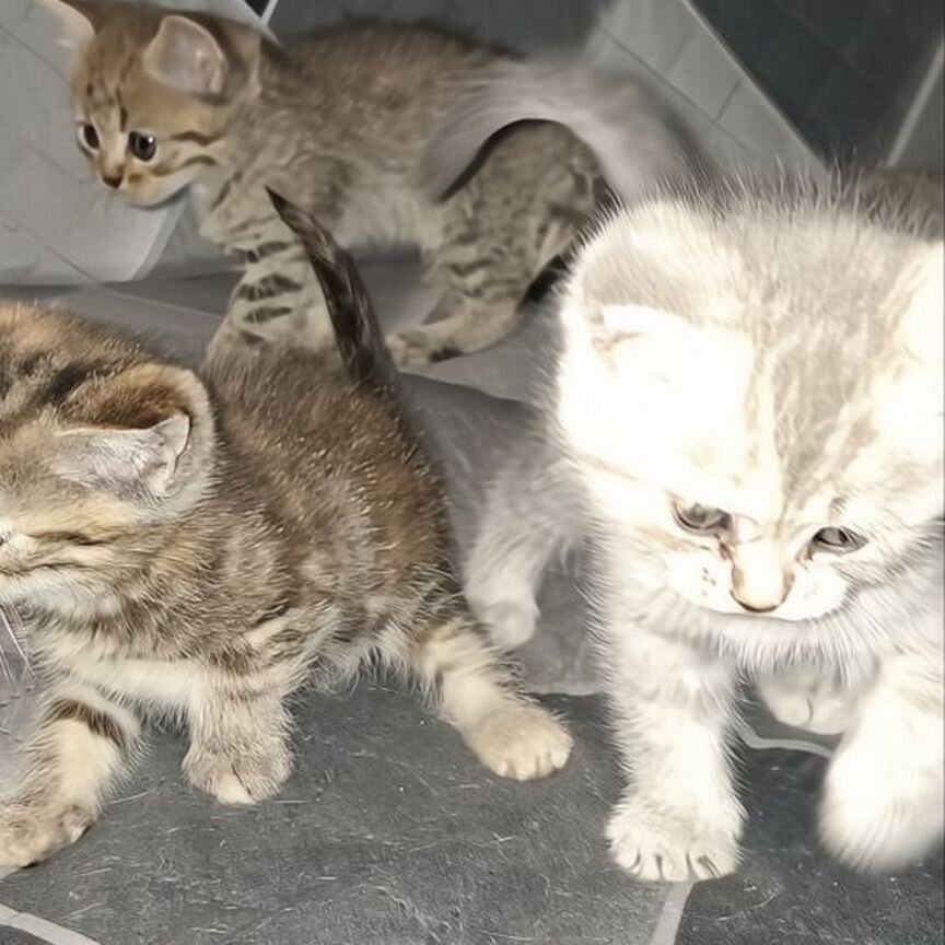 Британский длинношёрстный котёнок