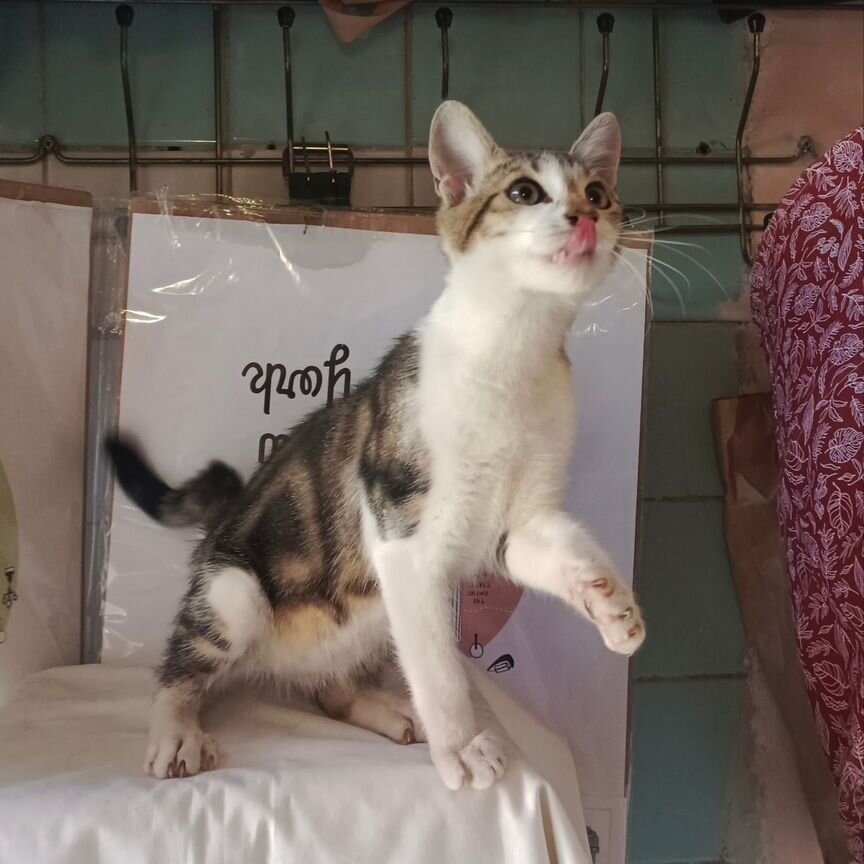 Харизматичный парень ищет семью