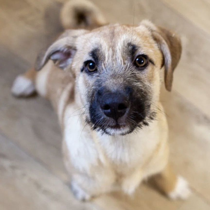 Щенок в добрые руки