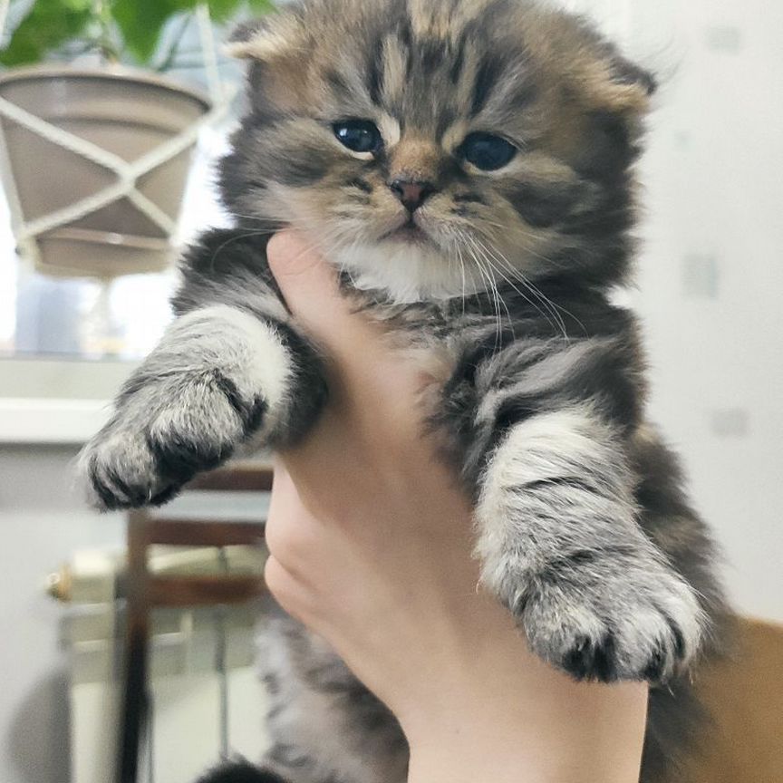 Шотландские котики