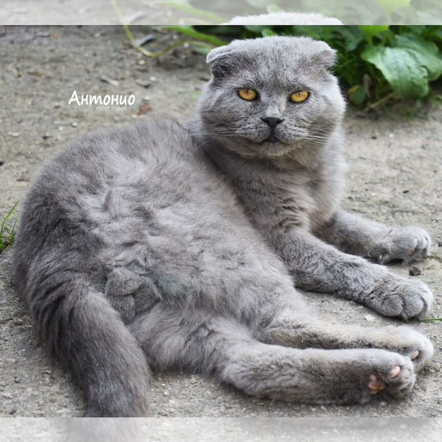 Взрослый кот в добрые руки