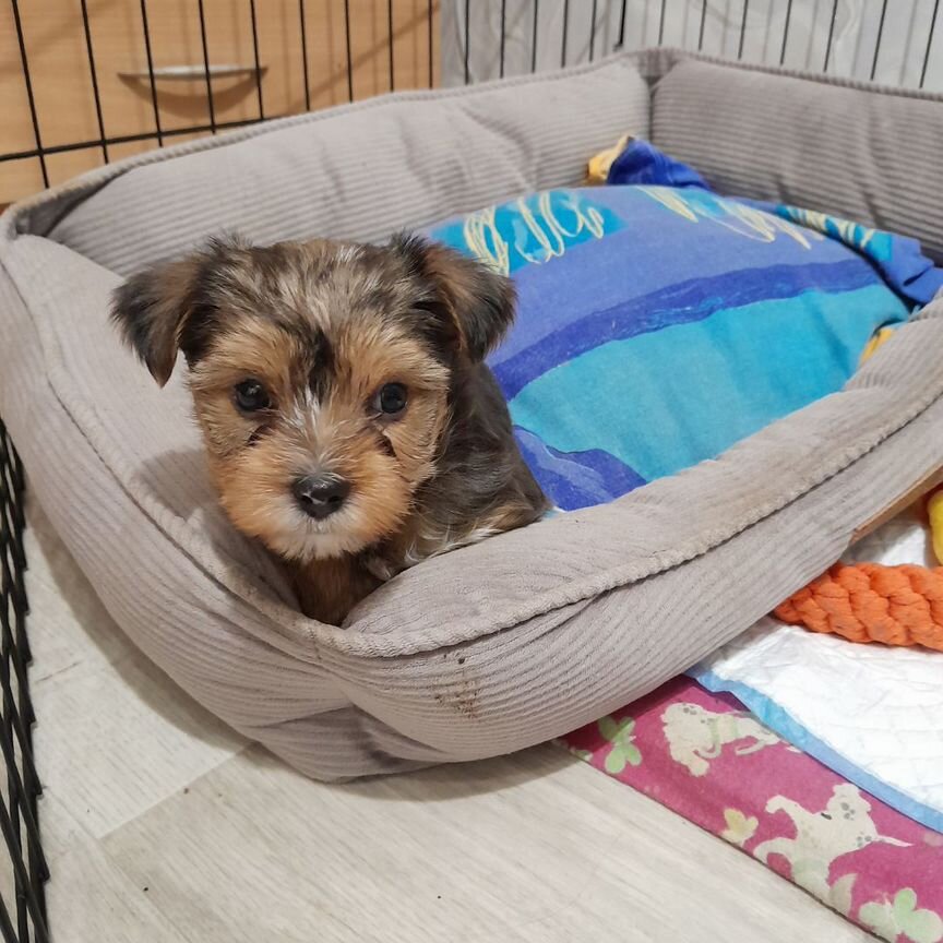 Йоркширский терьер щенки