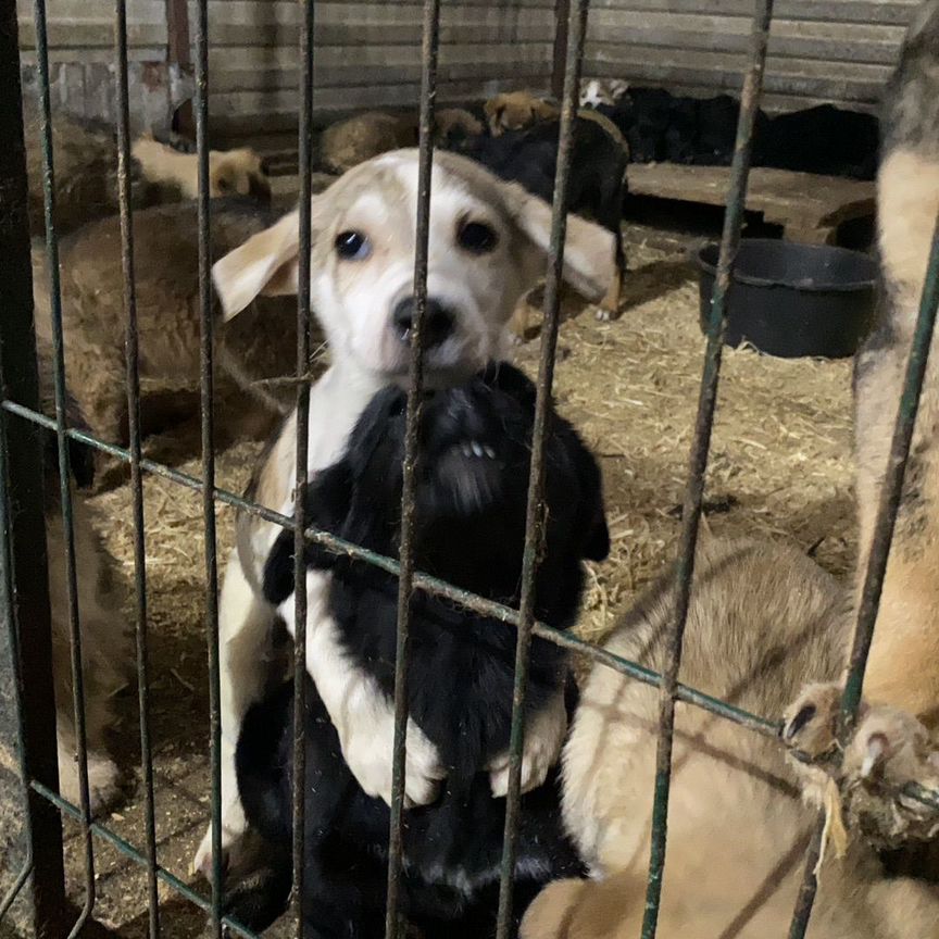 Маленькие щенки в отлове