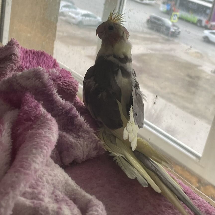 Попугай корелла